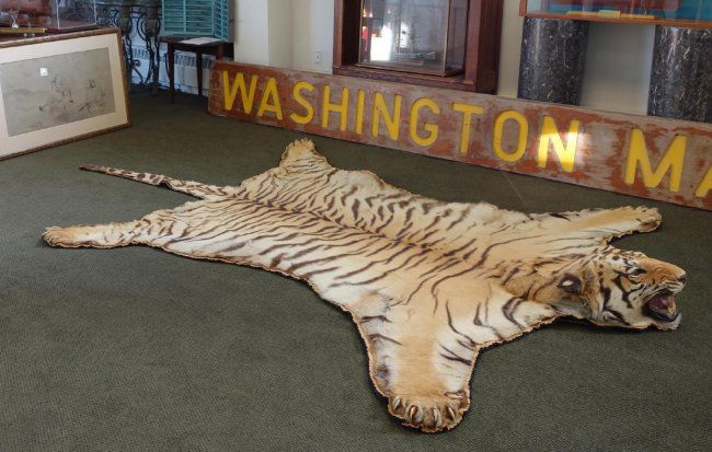 Bengal Tiger Rug Pelt, India 1953 : Lot 1