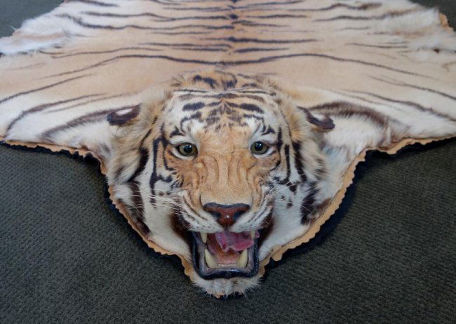 Bengal Tiger Rug Pelt, India 1953 : Lot 1