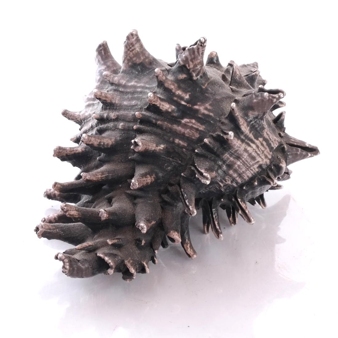 Buccellati Style Silver Plate Conch Shell