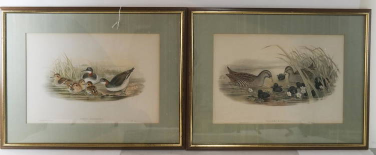 Pair Of J. Gould & H.c. Richter Lithographs,