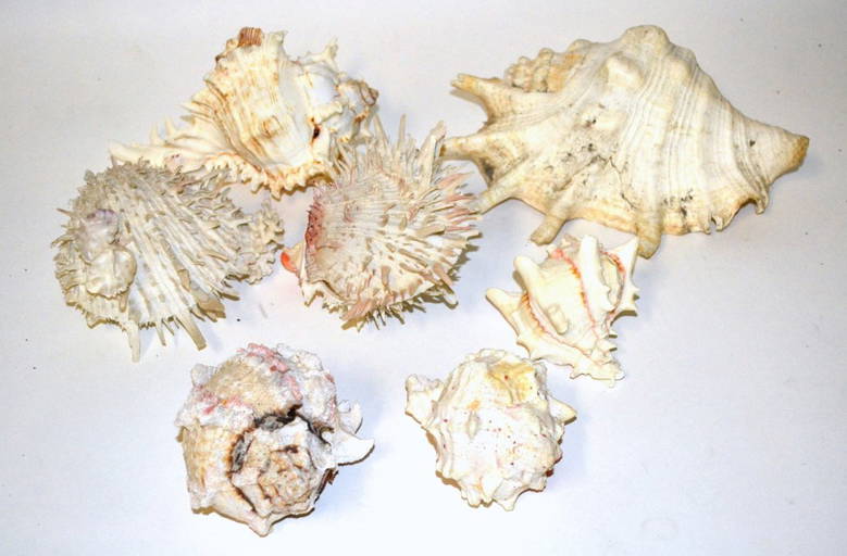 Seven Shells