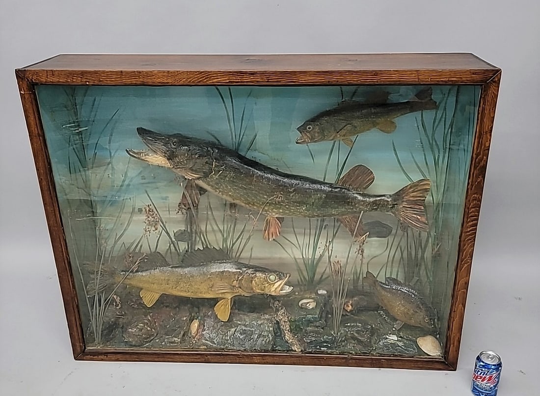 Unusual Fish Mount Display Cabinet With A Northern, 2 Walleye, & A Sun ...