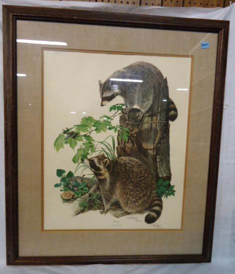 247: Richard Timm Raccoon Print in Frame