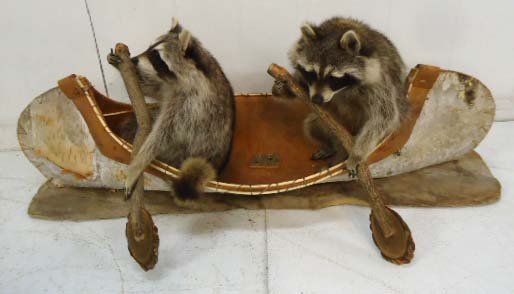 2 Raccoons in Canoe Taxidermy Mount