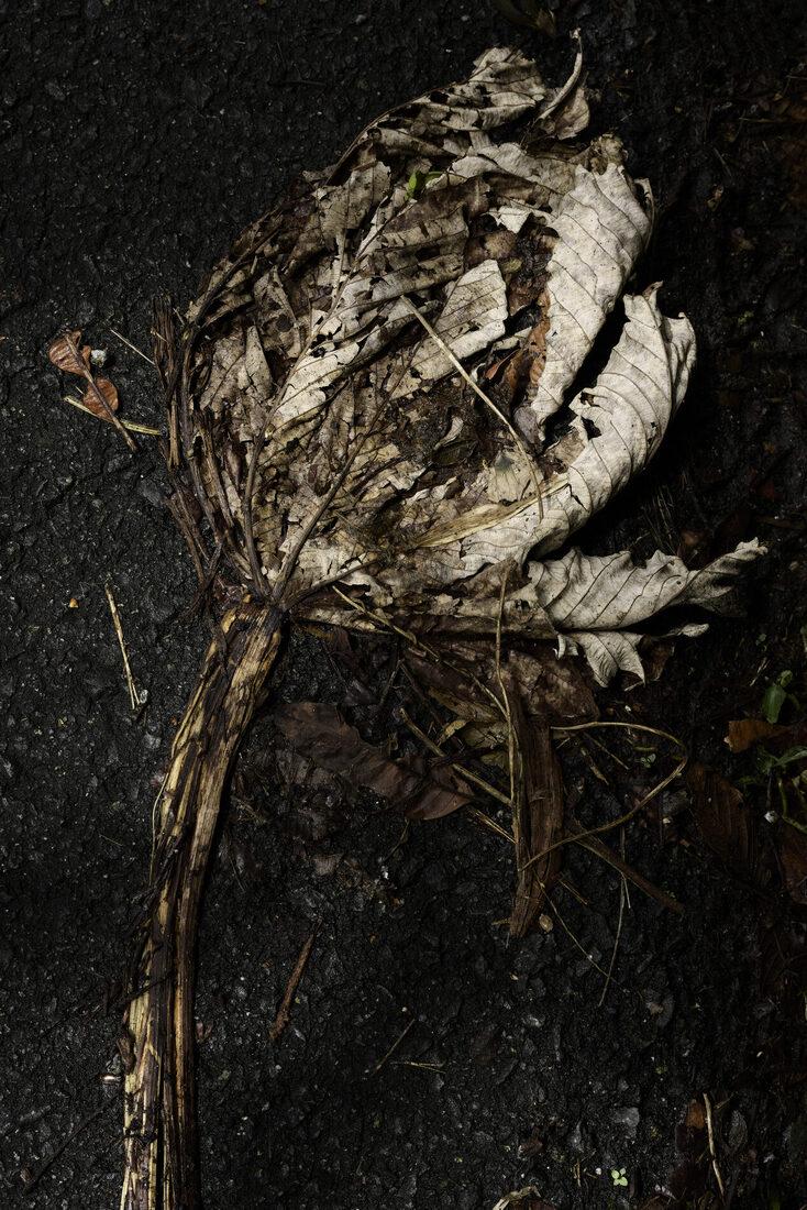 David Reinfeld Fallen Leaves 2