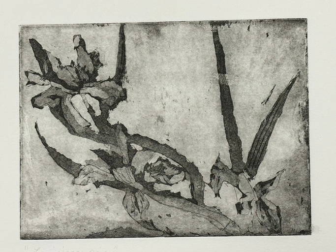 Susan Talbot Hoffmann : Louisiana Iris