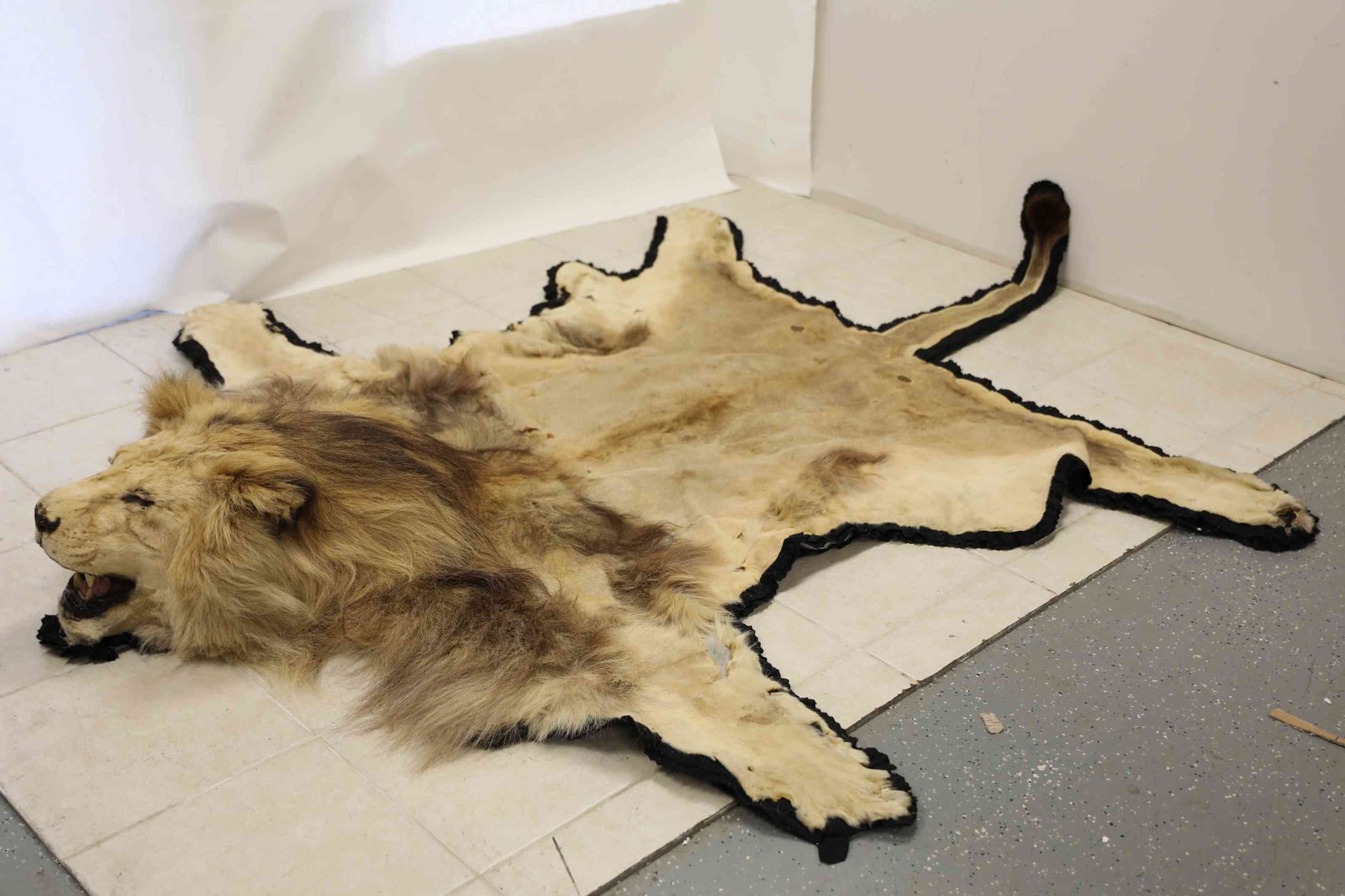 Vintage Taxidermy Lion Skin W Head Rug