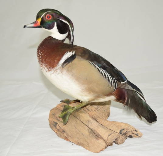Taxidermy Mounted Mallard Male Wood Duck