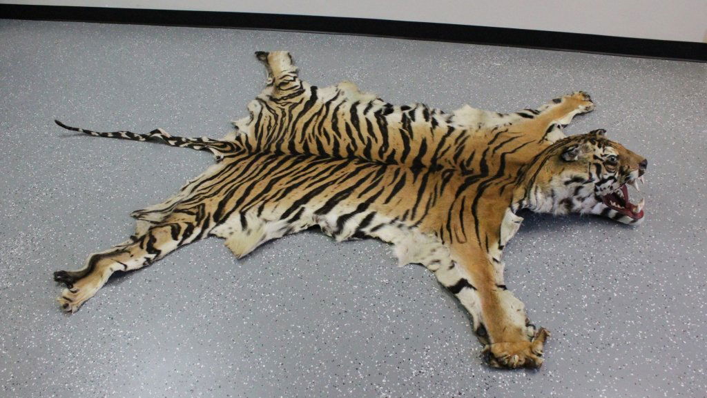 Full Mount Bengal Tiger Skin Rug - Jan 17, 2016 | Neely Auction in FL