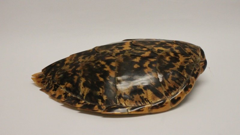 Vintage Hawksbill Turtle Polished Tortoise Shell