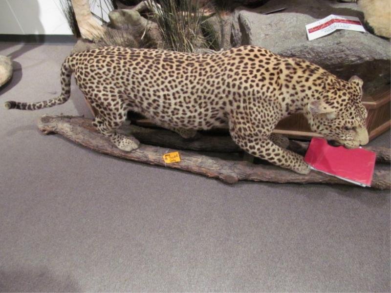 FULL BODY AFRICAN LEOPARD MOUNT