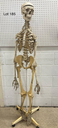 Vintage Academic Human Skeleton
