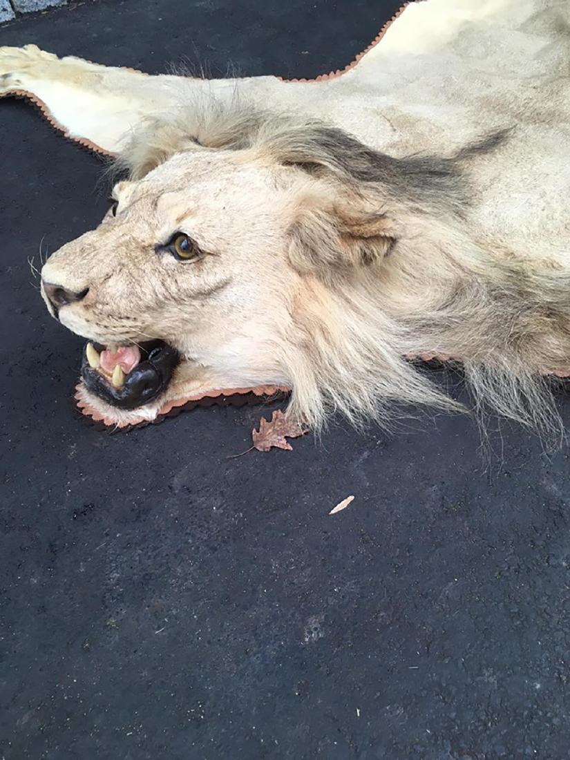 Vintage Male African Lion Skin Rug Taxidermy