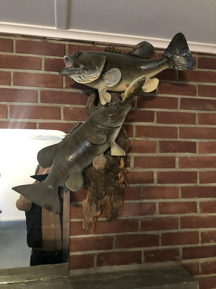Bass Taxidermy Mount - Apr 26, 2020 | Tim's Inc. Auctions in CT