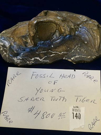 Saber Tooth Tiger Fossil