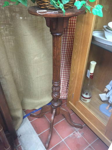 Wood Fern / Plant / Bust Stand