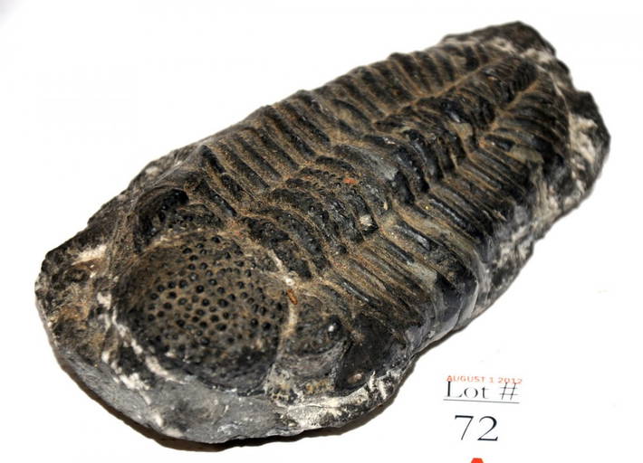 Fossilized Trilobite "dudley Bug" Very Nice Speci