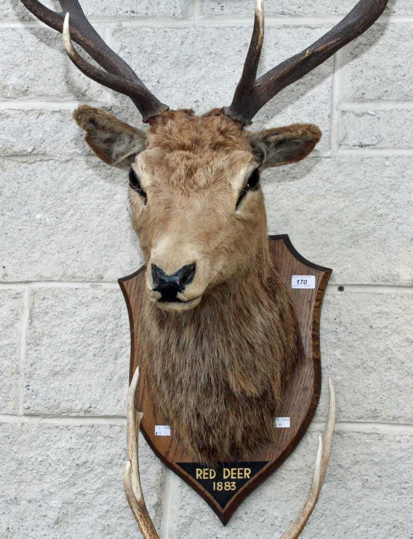 TAXIDERMY: a very large red stag's head and antlers, - Jul 15, 2014 ...