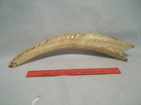 1909 Genuine Ivory Walrus Tusk For Scrimshaw