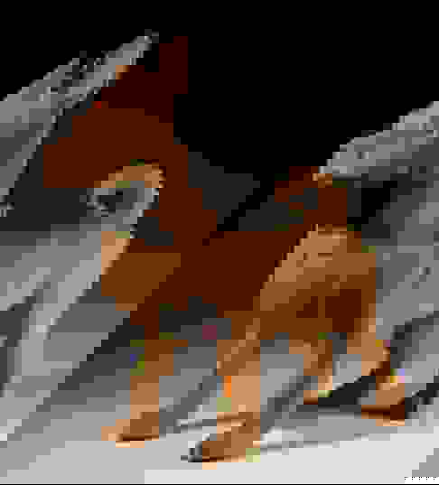 Chinese Tang Dog Auction