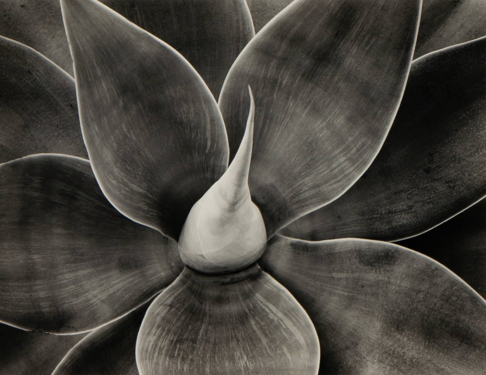 Huntington Witherill, American (b. 1949), Agave-monterey Auction