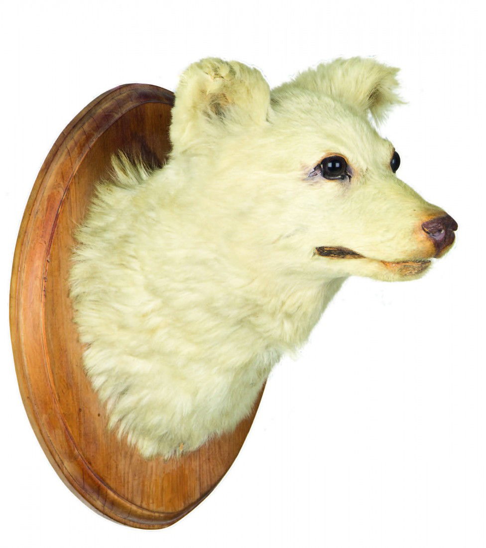 257: A rare taxidermy Maori Kuri dog head* - Jul 14, 2011 | Art ...