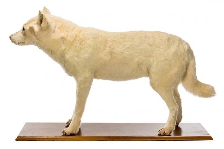 A Mid 19 Th Century Taxidermy Maori Kuri Dog