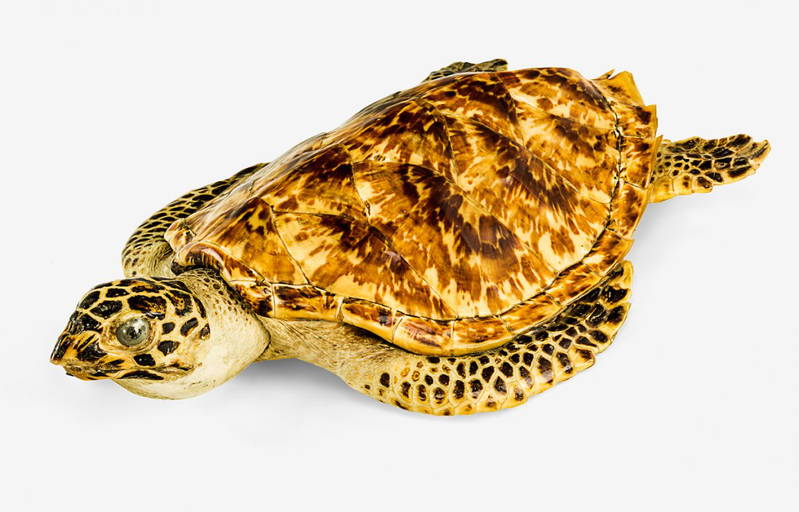 Taxidermy Hawksbill sea turtle - Oct 09, 2014 | Art + Object in New Zealand