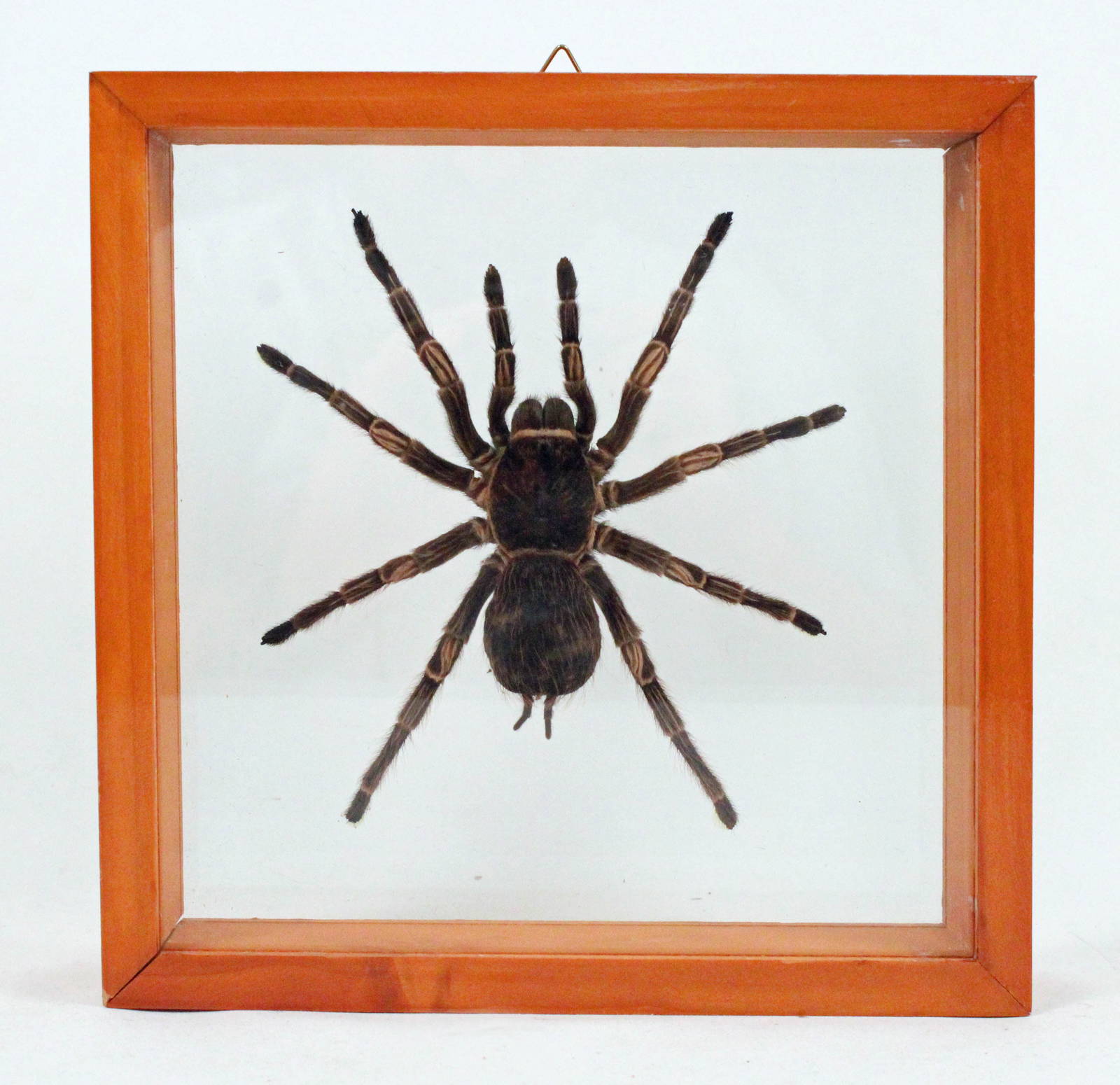 "art By God" Tarantula Shadow Box Framed Auction