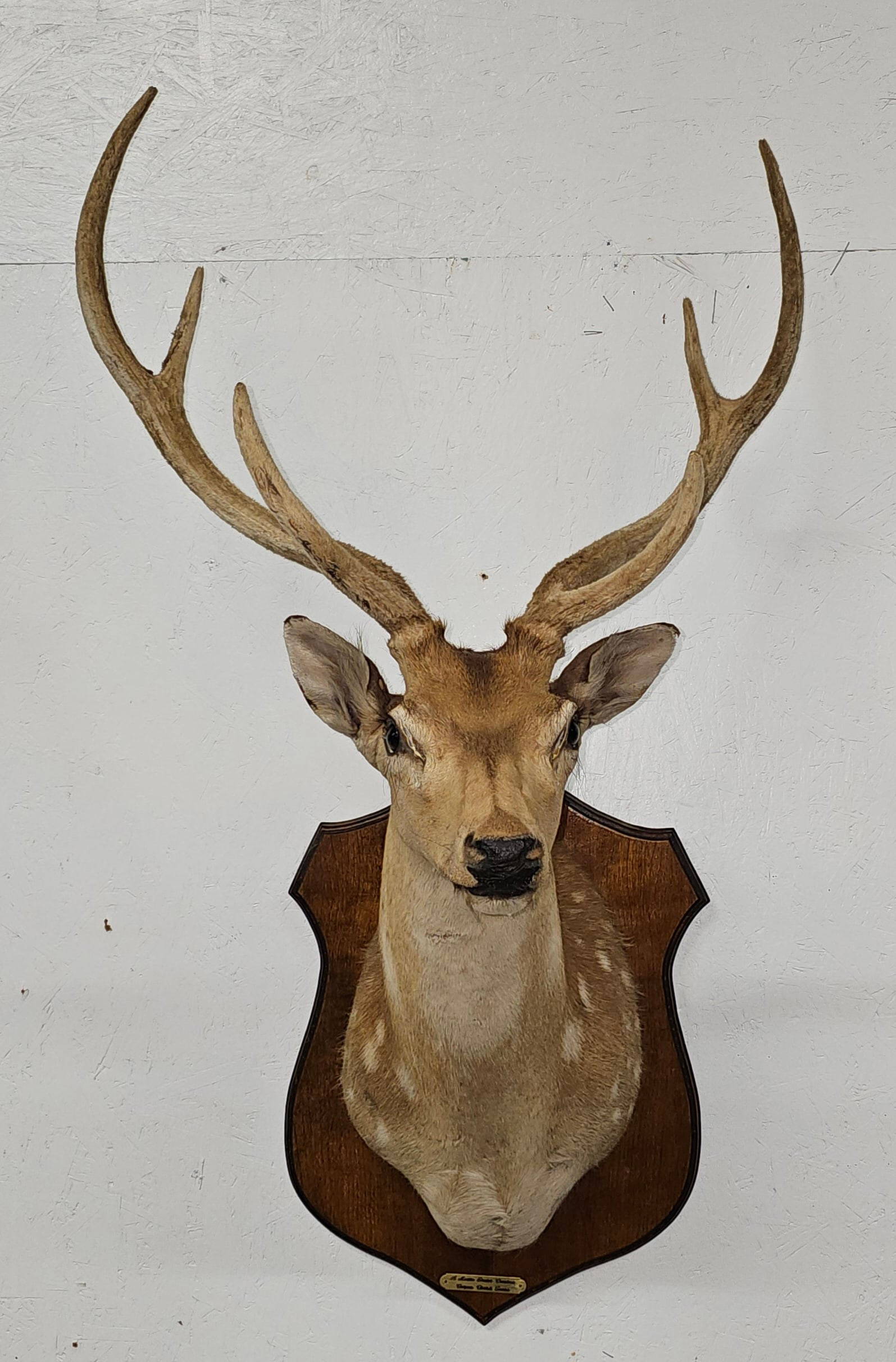 Axis Deer Taxidermy Mount Auction
