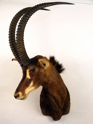 African World Record Sable Antelope Shoulder Mount