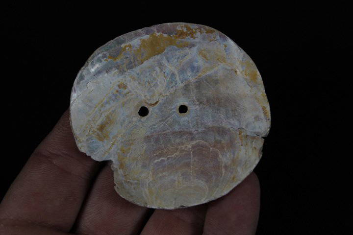 Shell Gorget California