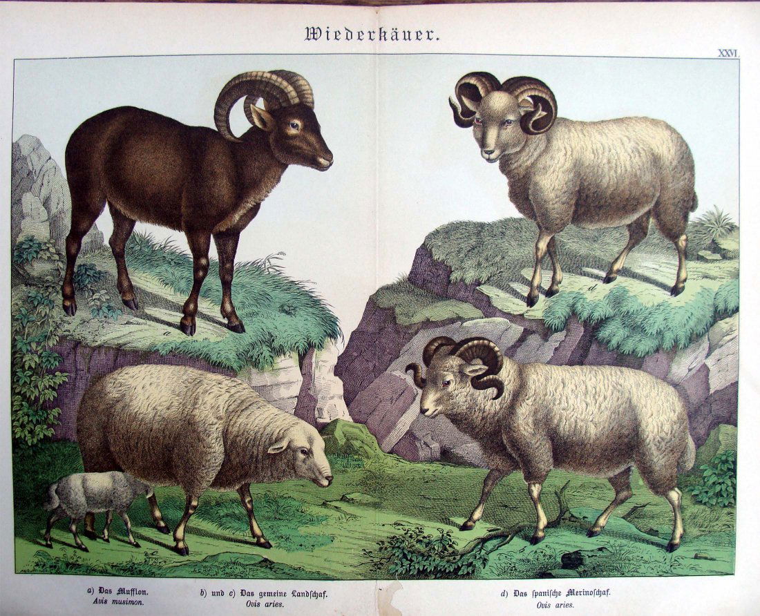 Big Horn Sheep Natural History 1860 Hand Colored