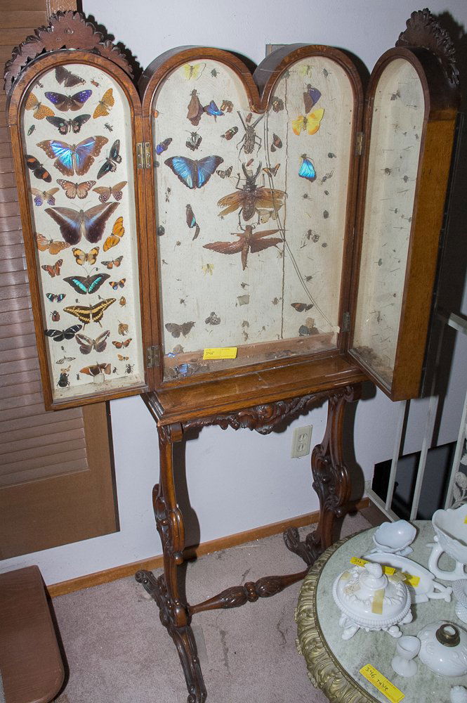 Natural History / Insect Display Cabinet