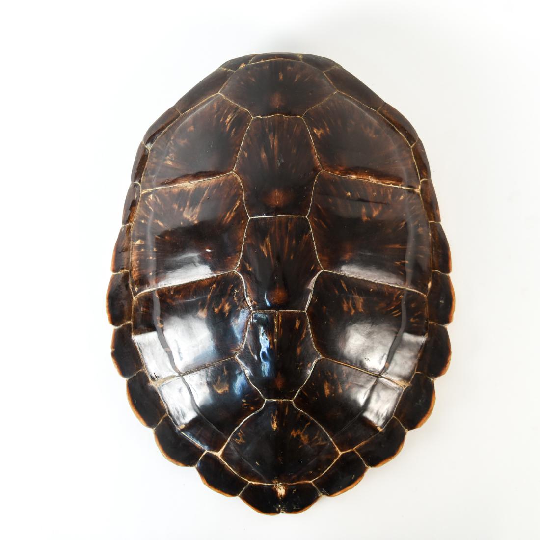 ANTIQUE TAXIDERMY TORTOISE SHELL