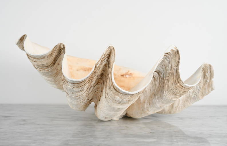 Large Clam Shell