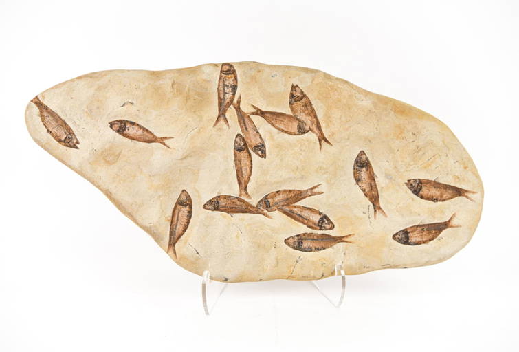 FOSSIL FISH SLAB SPECIMEN - Sep 23, 2021 | Westport Auction in CT
