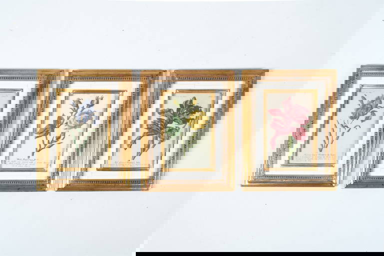 (3) Trowbridge Botanical Lithograph Prints