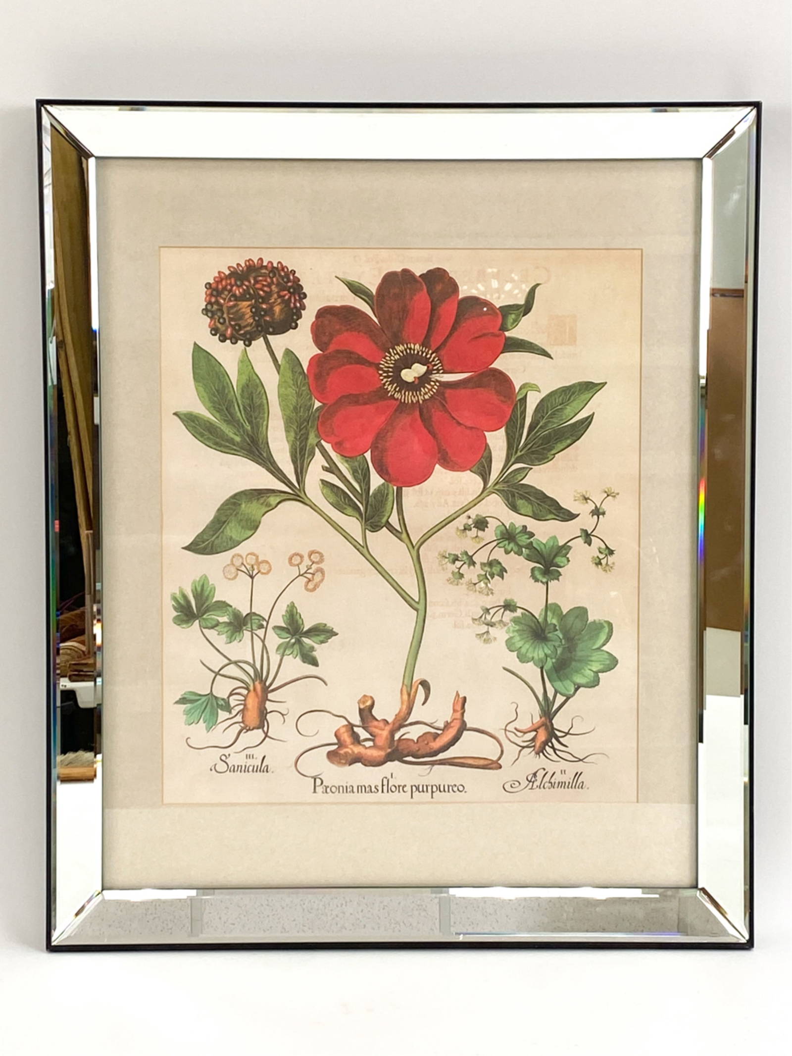 After Bessler Reproduction Botanical Print Auction