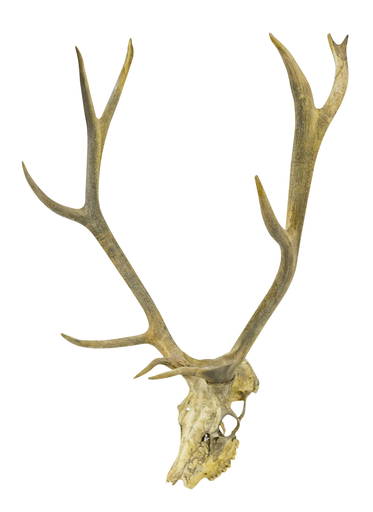 Outstanding Ten Point Deer Mount (#0070) on Jan 02, 2022 | Main Auction ...