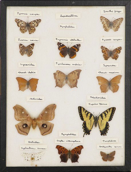 Collection Of Moths And Butterflies