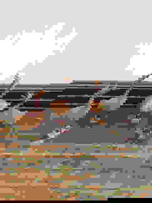 19th Century Cast Iron Ducks Auction