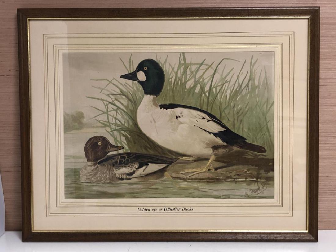 "golden Eye Or Whistler Ducks" Alexander Pope Jr.