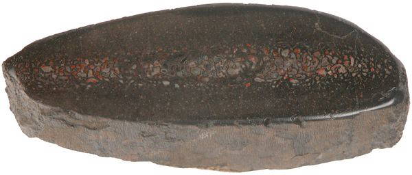 Dinosaur Rib Section