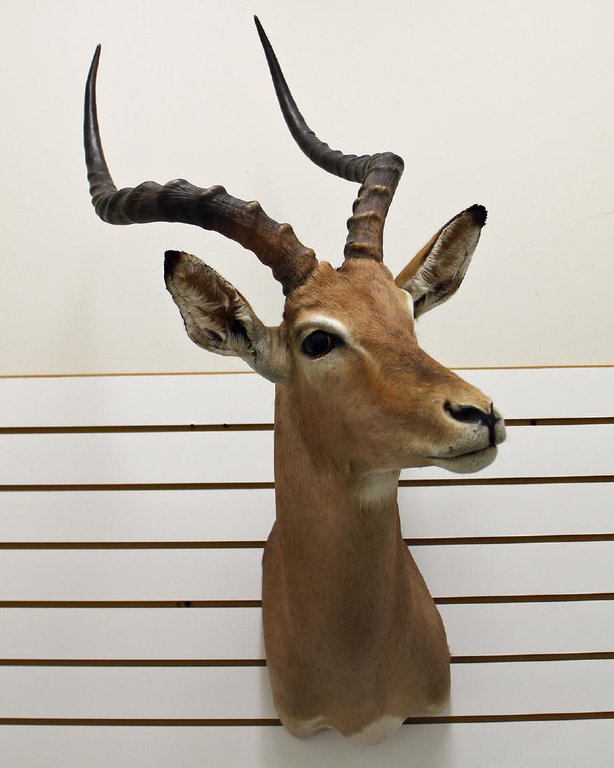 AFRICAN IMPALA MOUNT