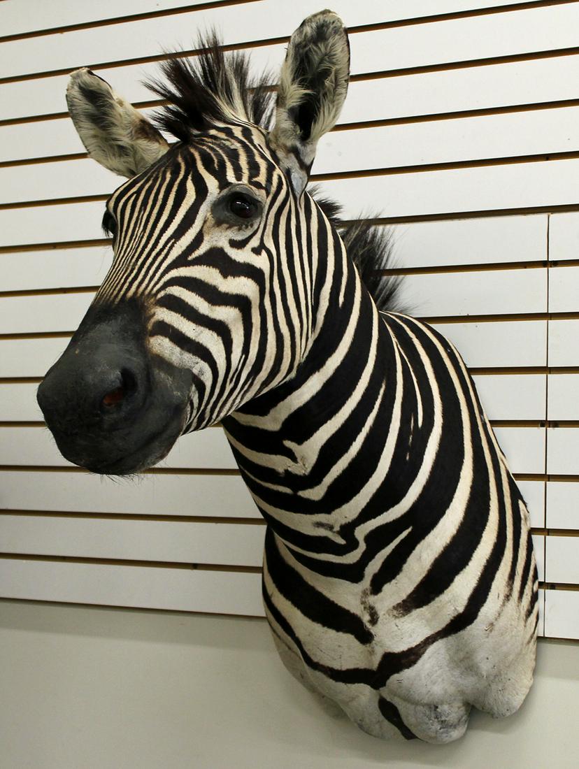 ZEBRA TAXIDERMY SHOULDER MOUNT - Jan 04, 2020 | Vero Beach Auction in FL