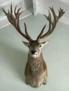 A Red Stag Skull Mount