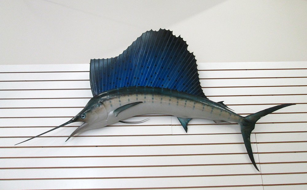 SAILFISH TAXIDERMY MOUNT