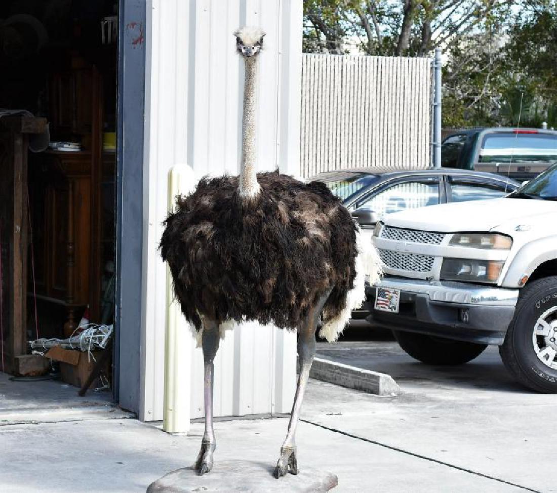 Ostrich Taxidermy full size