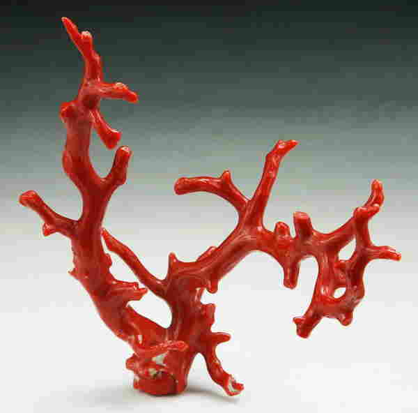 A Natural Aka Red Coral Branch